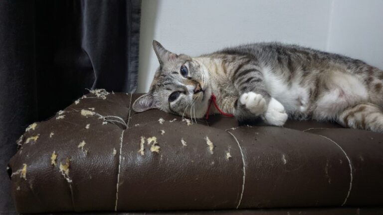 How to Fix Cat Scratches on Fake Leather Without Replacing It | Leather ...