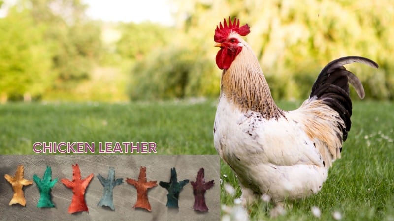 Chicken Leather: An Exotic Leather Type | Leather Advice