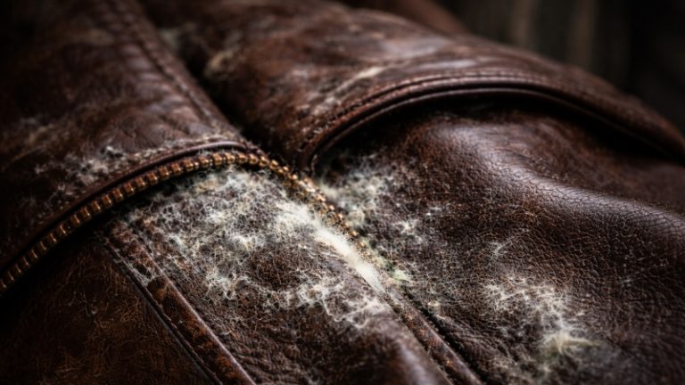 Why Leather Turns White: Mold vs Salt (How to Identify & Fix It ...